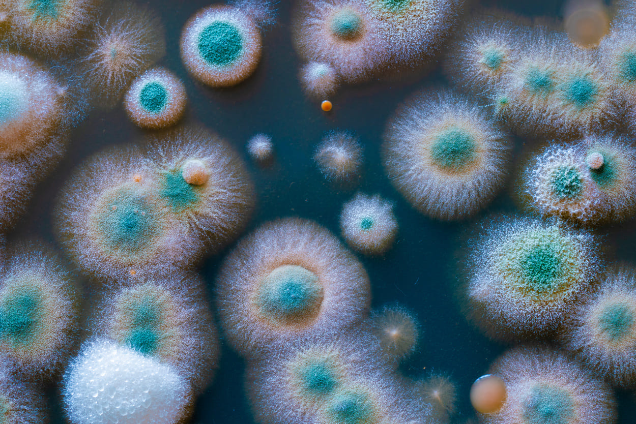 Things To Know About Mold In Commercial Buildings Sanalife